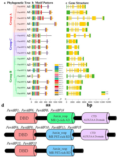 Genome-Wide Identification of ARF Gene Family Suggests a Functional ...