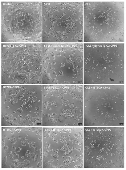 IJMS | Free Full-Text | Synergistic Interaction of CPP2 Coupled with ...