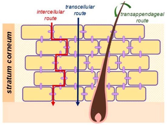 IJMS | Free Full-Text | The Emerging Role of Ionic Liquid-Based ...