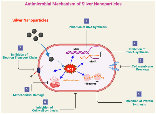 Bionanofactories for Green Synthesis of Silver Nanoparticles: Toward Antimicrobial Applications