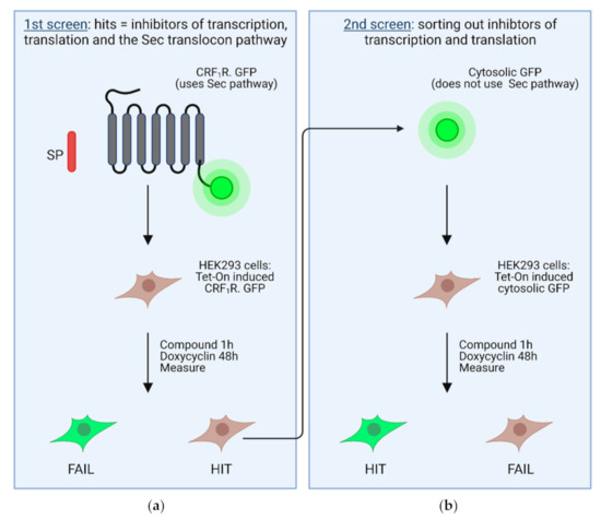 Inhibitors of the Sec61 Complex and Novel High Throughput Screening ...