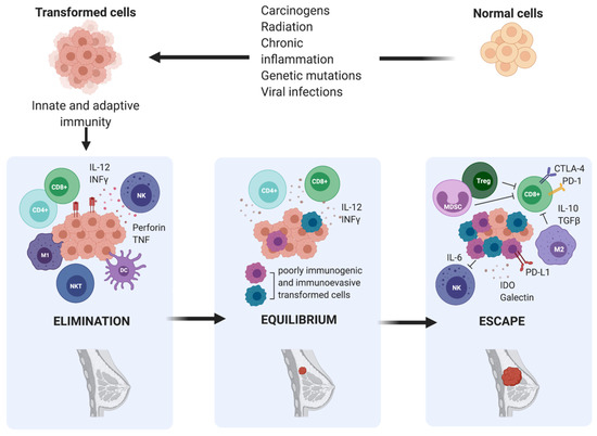 Reconstituting Immune Surveillance in Breast Cancer: Molecular ...