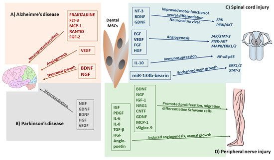Dental Pulp Stem Cell-Derived Secretome and Its Regenerative Potential