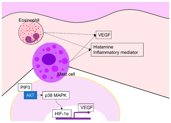 Angiogenesis in Chronic Inflammatory Skin Disorders