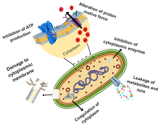 IJMS | Free Full-Text | A Systematic Review on Nanoencapsulation ...