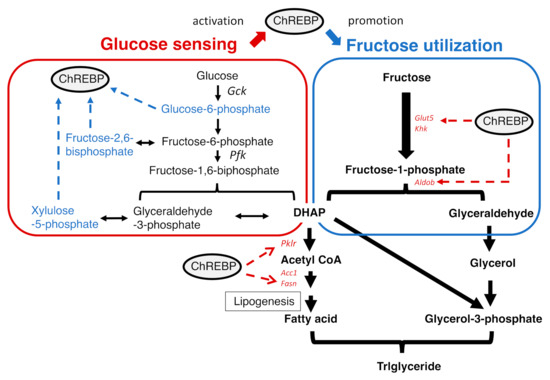 The Roles of Carbohydrate Response Element Binding Protein in the ...