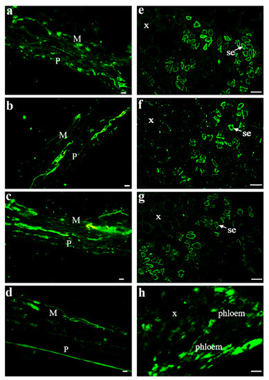 Hetero/Homo-Complexes of Sucrose Transporters May Be a Subtle Mode to ...