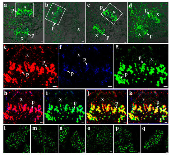 Hetero/Homo-Complexes of Sucrose Transporters May Be a Subtle Mode to ...