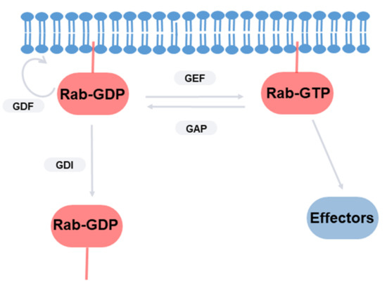 Focus on the Small GTPase Rab1: A Key Player in the Pathogenesis of ...