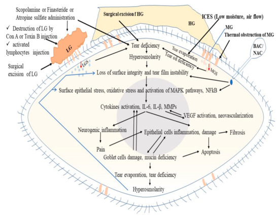 Experimental Models, Induction Protocols, and Measured Parameters in ...