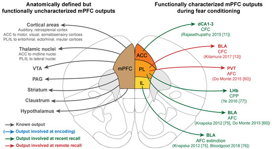 The Medial Prefrontal Cortex and Fear Memory: Dynamics, Connectivity ...
