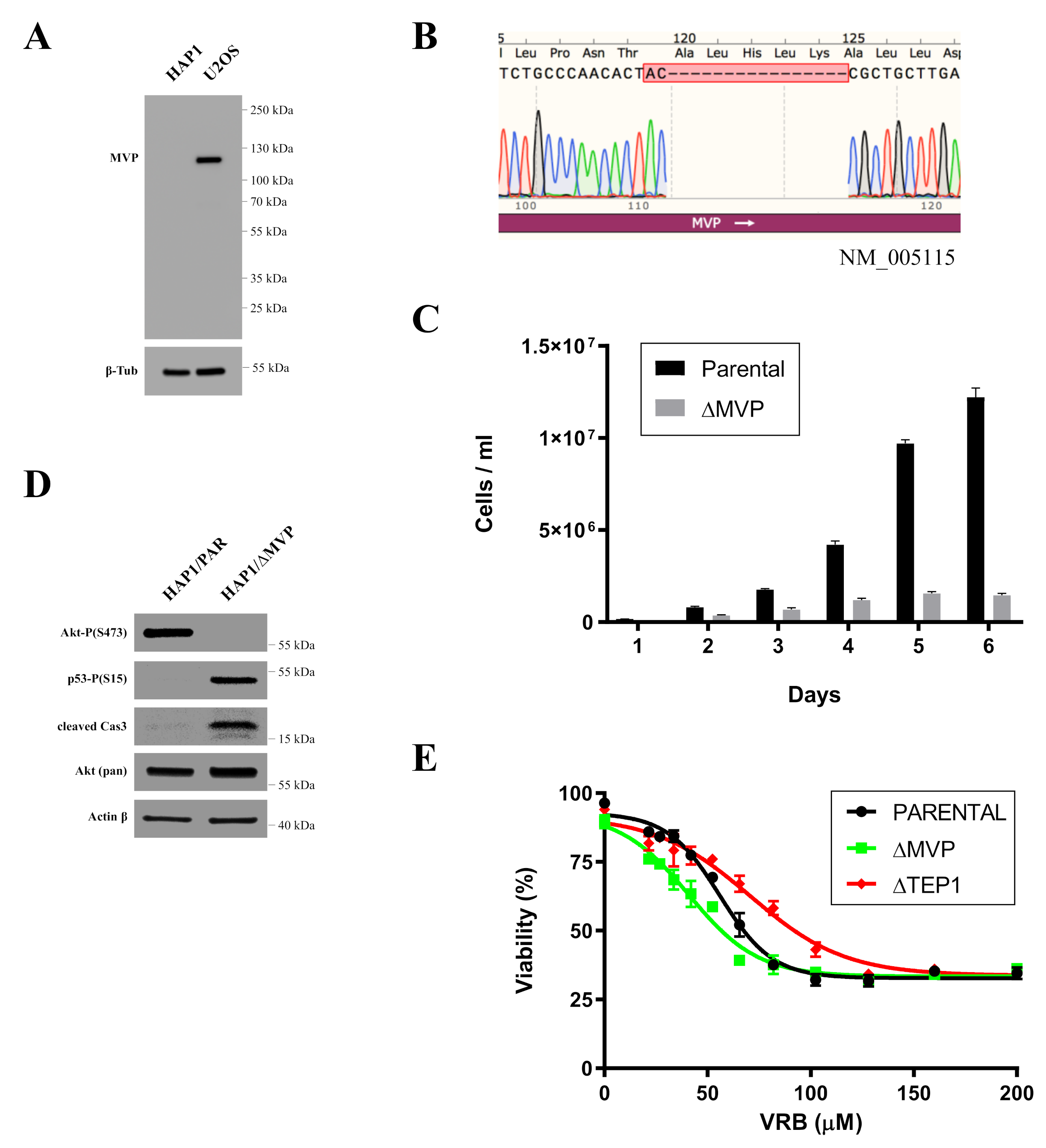 MVP Expression Facilitates Tumor Cell Proliferation and Migration ...