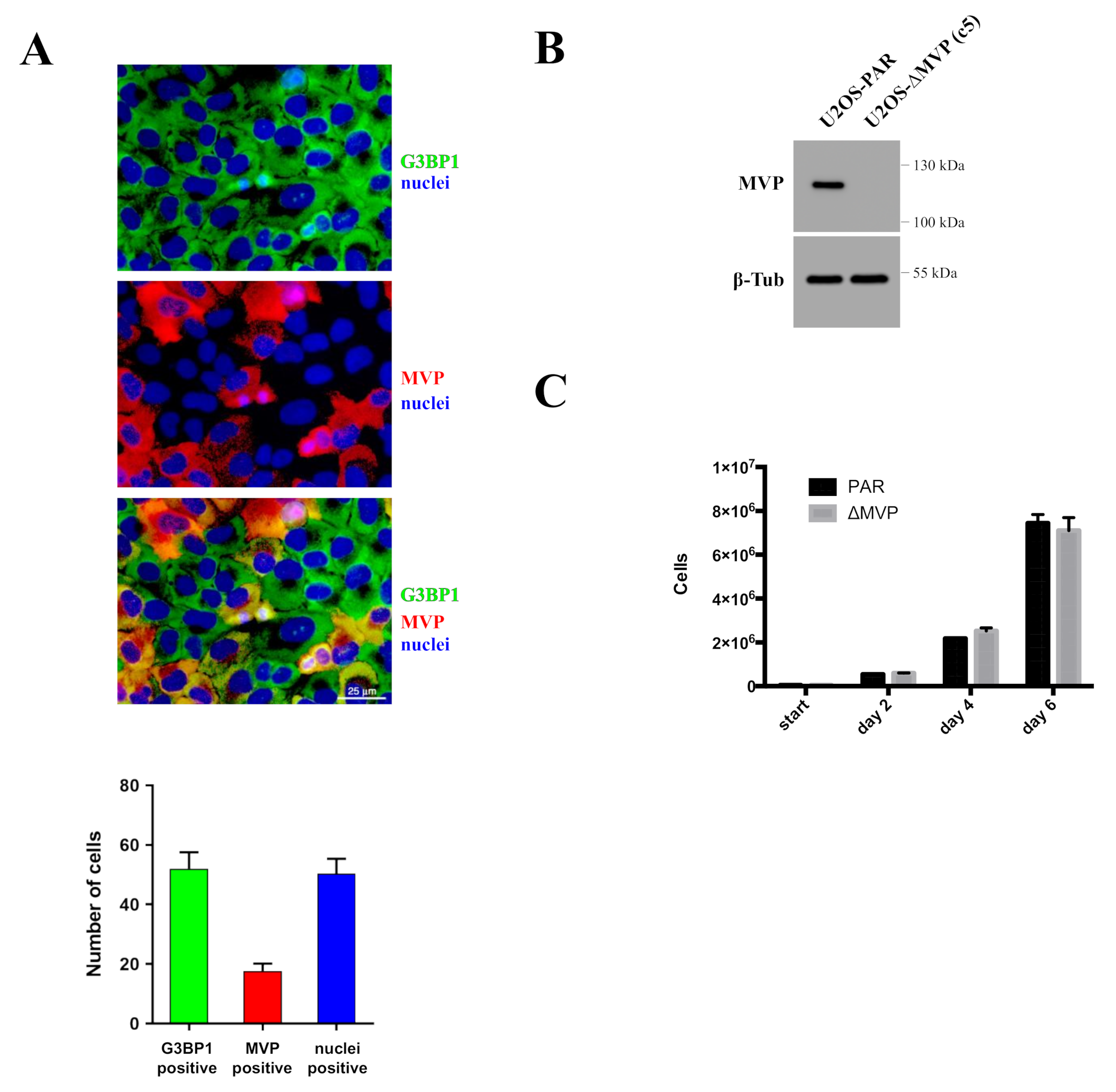 MVP Expression Facilitates Tumor Cell Proliferation and Migration ...