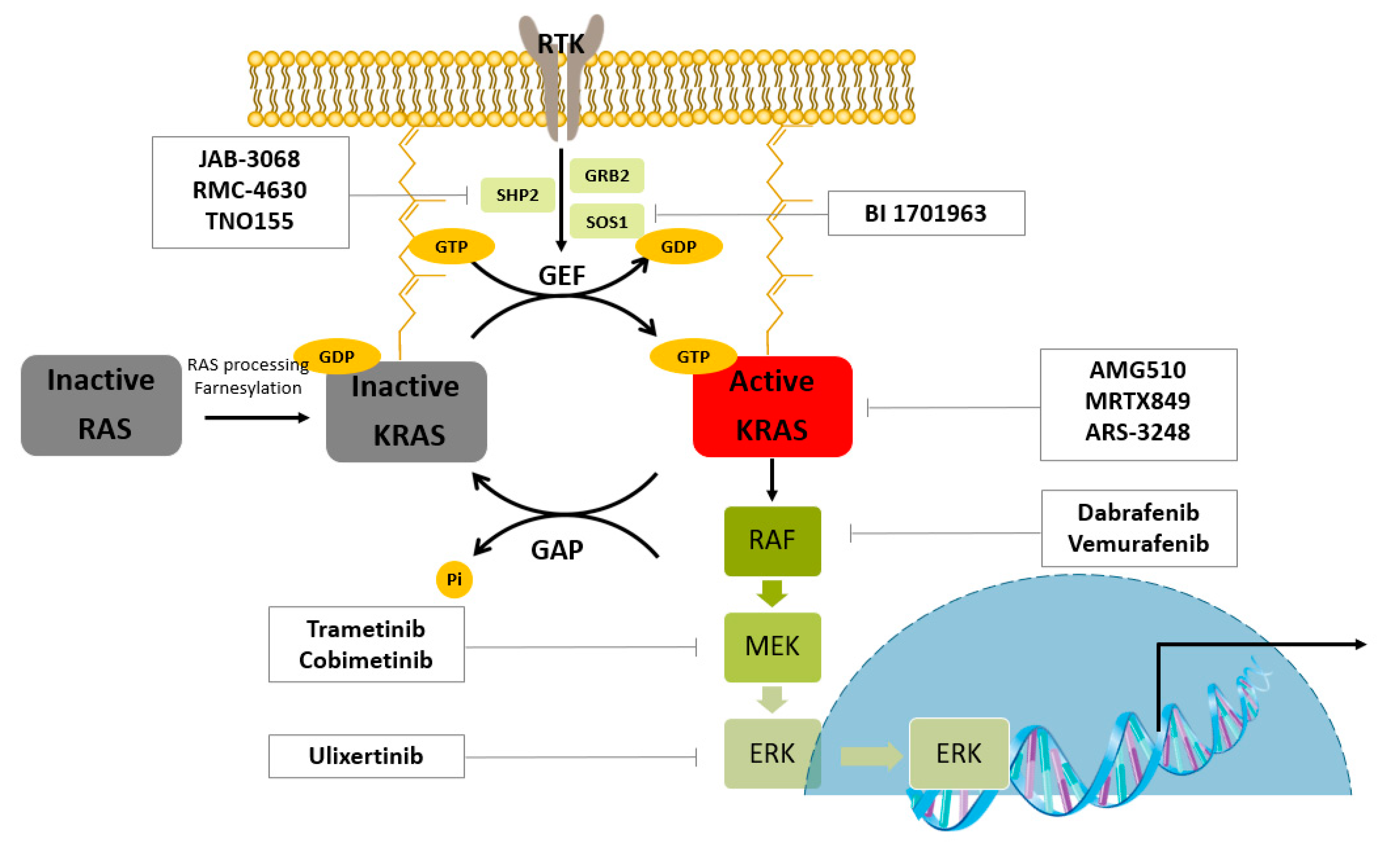 IJMS | Free Full-Text | Small-Molecule Inhibitors and Degraders Targeting KRAS-Driven Cancers