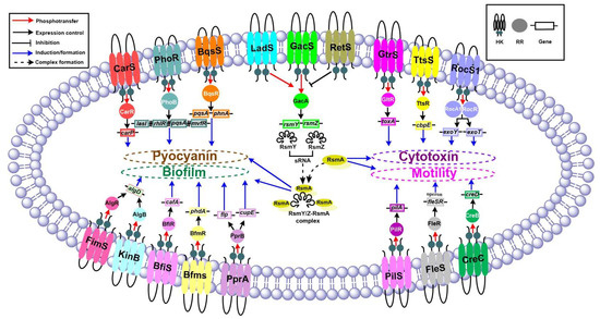 Roles of Two-Component Systems in Pseudomonas aeruginosa Virulence