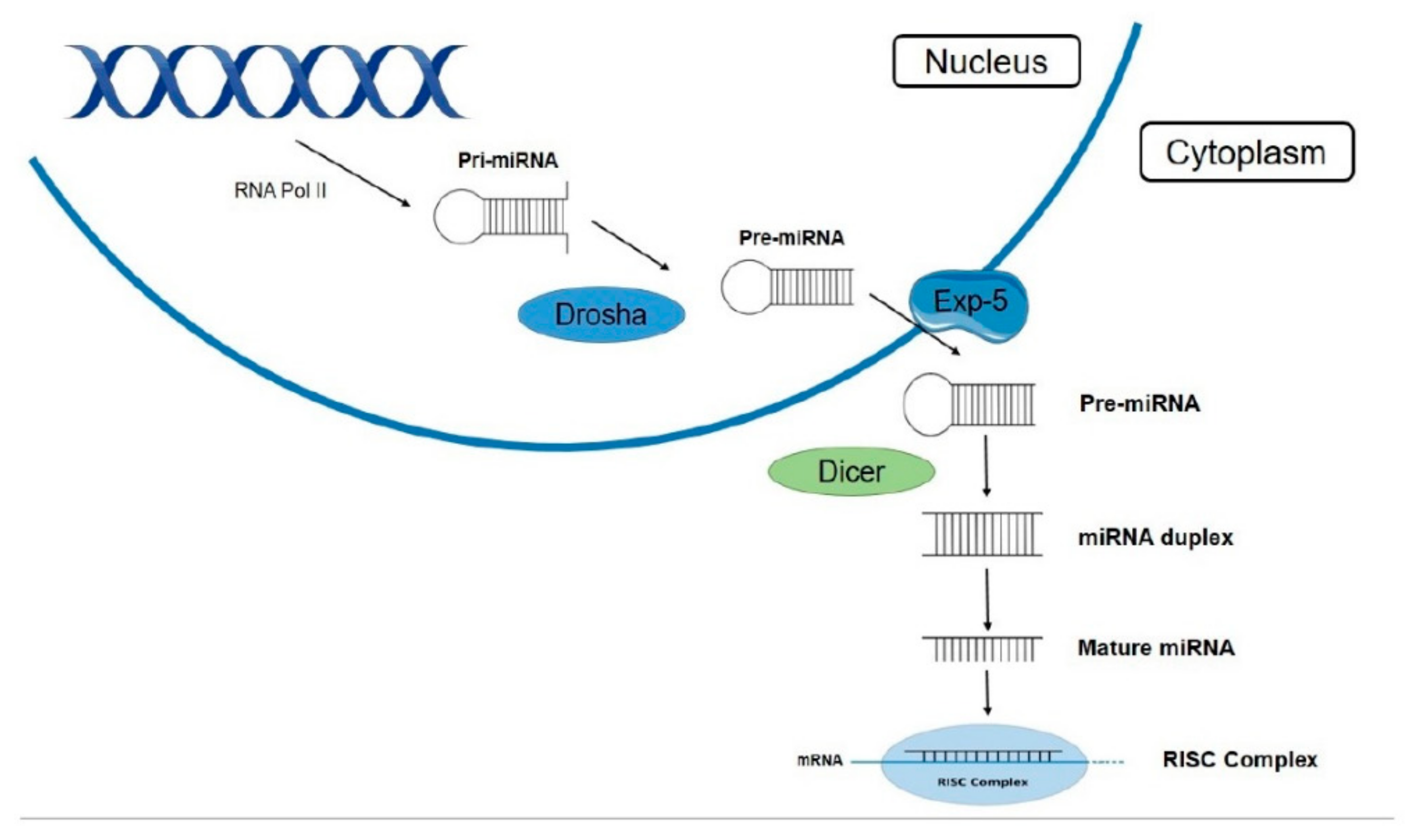 Micro-RNA Implications in Type-1 Diabetes Mellitus: A Review of Literature