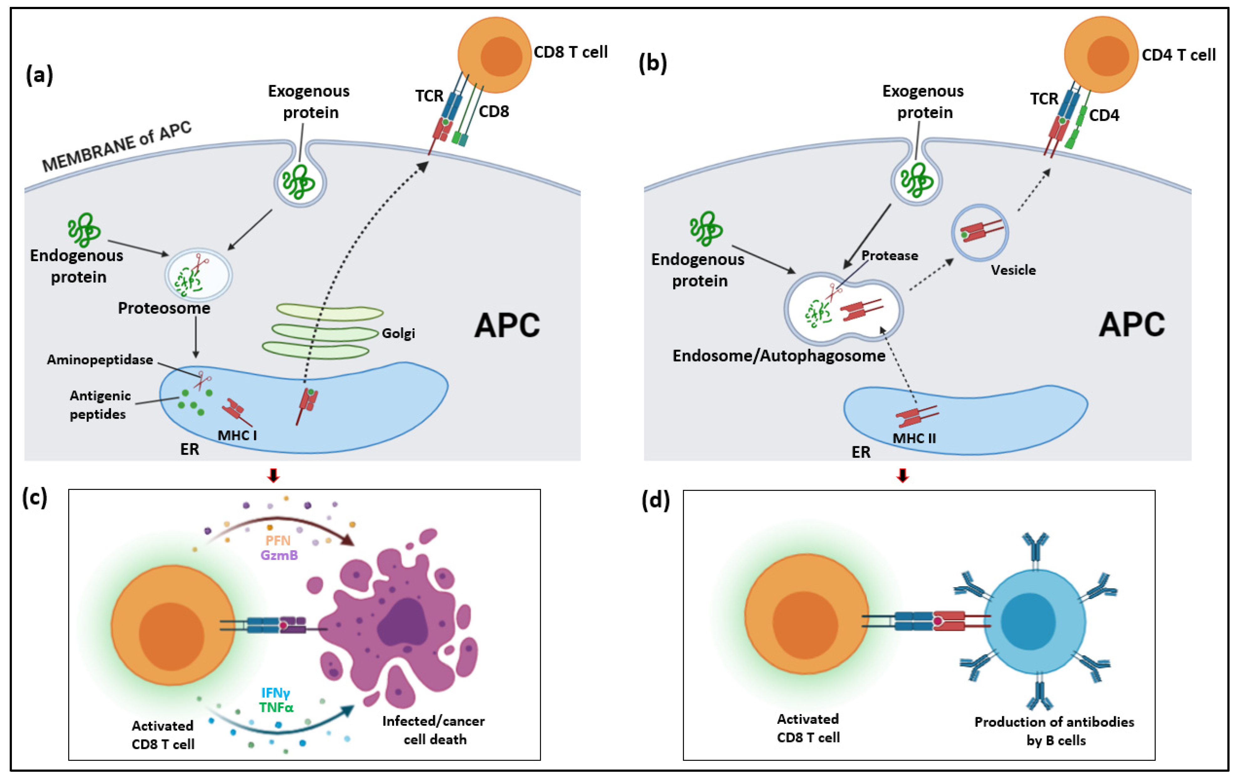 Ijms Free Full Text T Cell Subsets And Natural Killer Cells In The