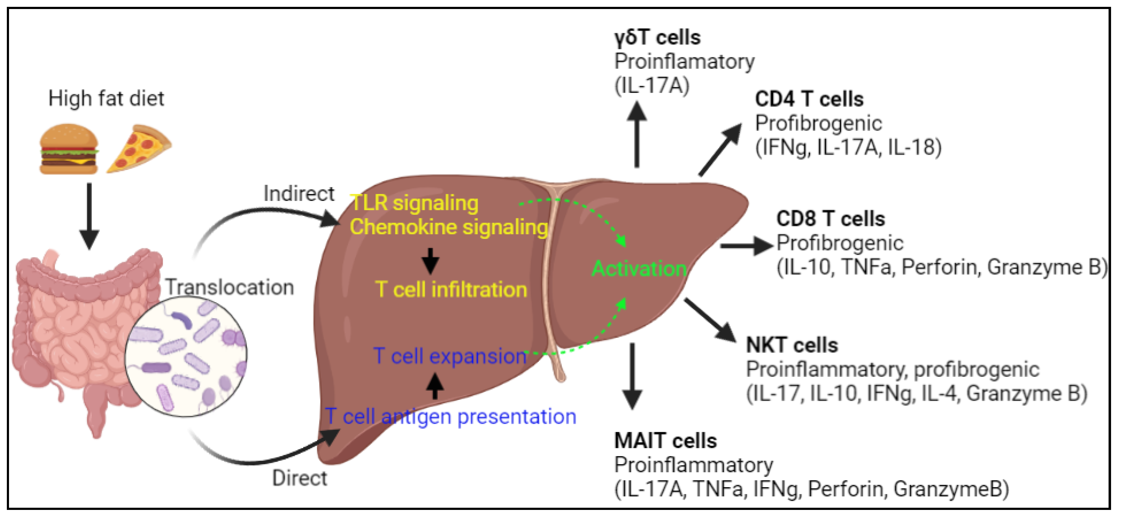 T Cell Subsets and Natural Killer Cells in the Pathogenesis of ...