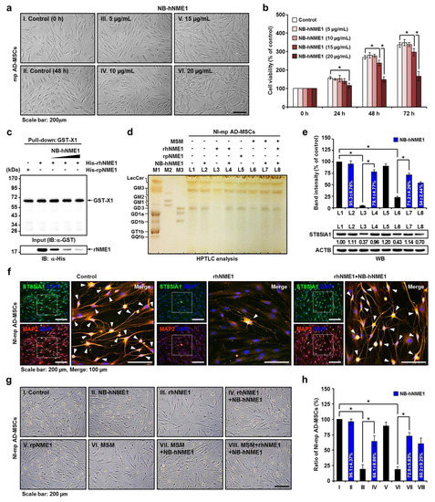 The Potential Role of Human NME1 in Neuronal Differentiation of Porcine ...