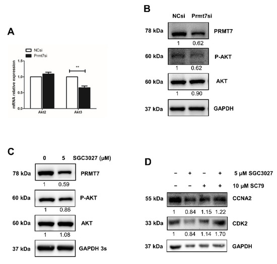 The Effects of Flavonoid Apigenin on Male Reproductive Health ...