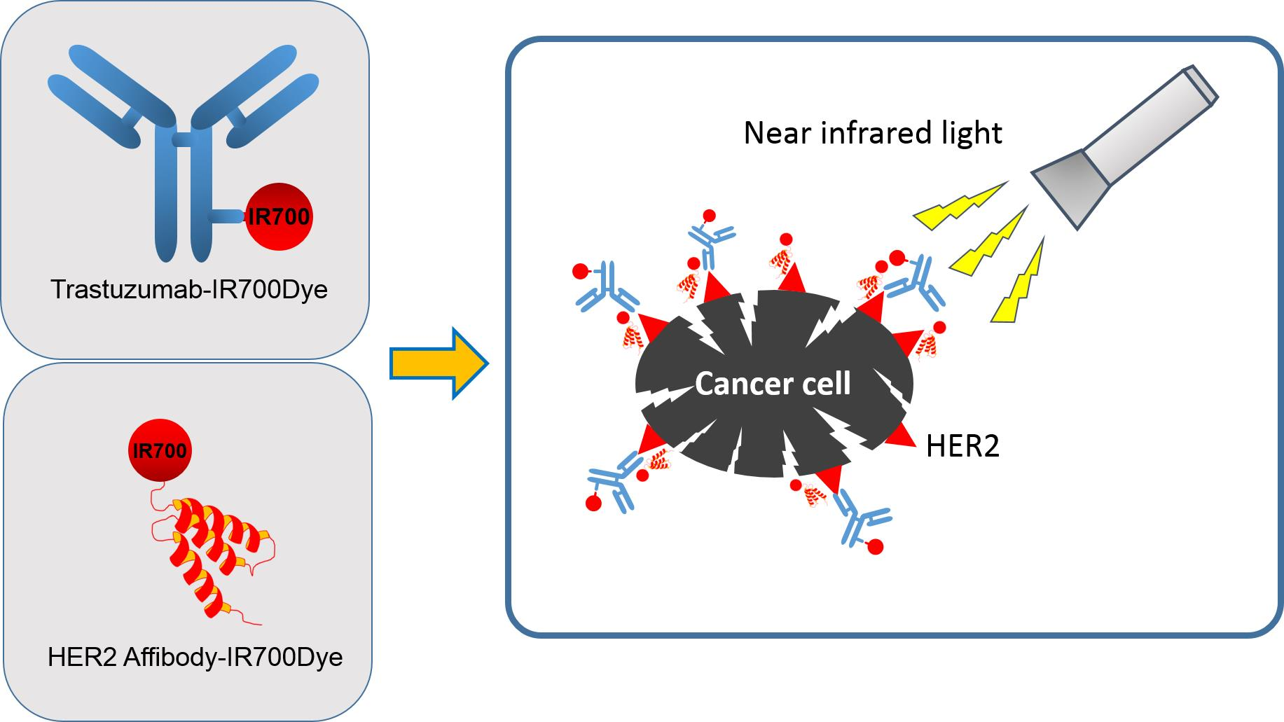 IJMS | Free Full-Text | Combination of Near-Infrared Photoimmunotherapy Using Trastuzumab and ...