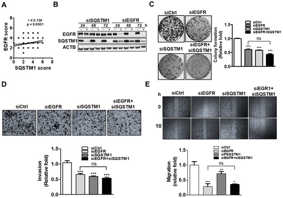Effect of EGFR on SQSTM1 Expression in Malignancy and Tumor Progression ...