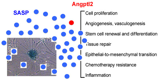 Angptl2 is a Marker of Cellular Senescence: The Physiological and ...