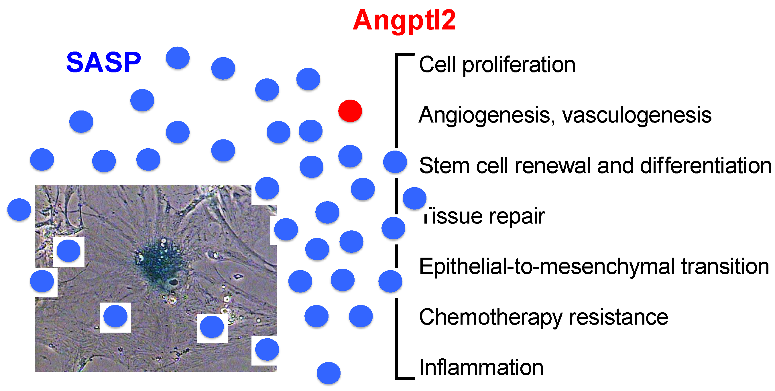 Angptl2 is a Marker of Cellular Senescence: The Physiological and ...