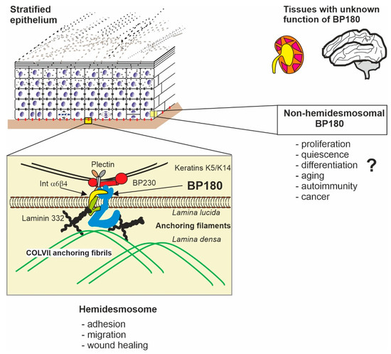 BP180/Collagen XVII: A Molecular View