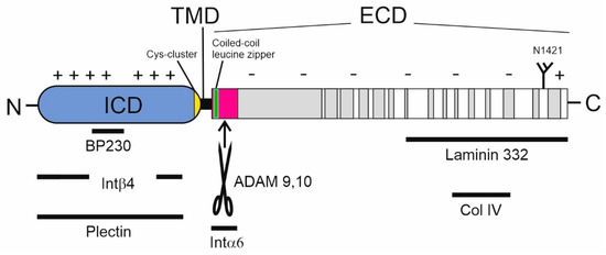 BP180/Collagen XVII: A Molecular View