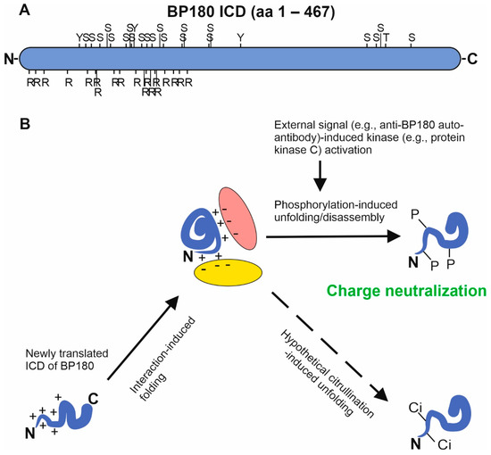 BP180/Collagen XVII: A Molecular View