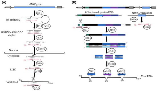 Polycistronic Artificial microRNA-Mediated Resistance to Cucumber Green ...