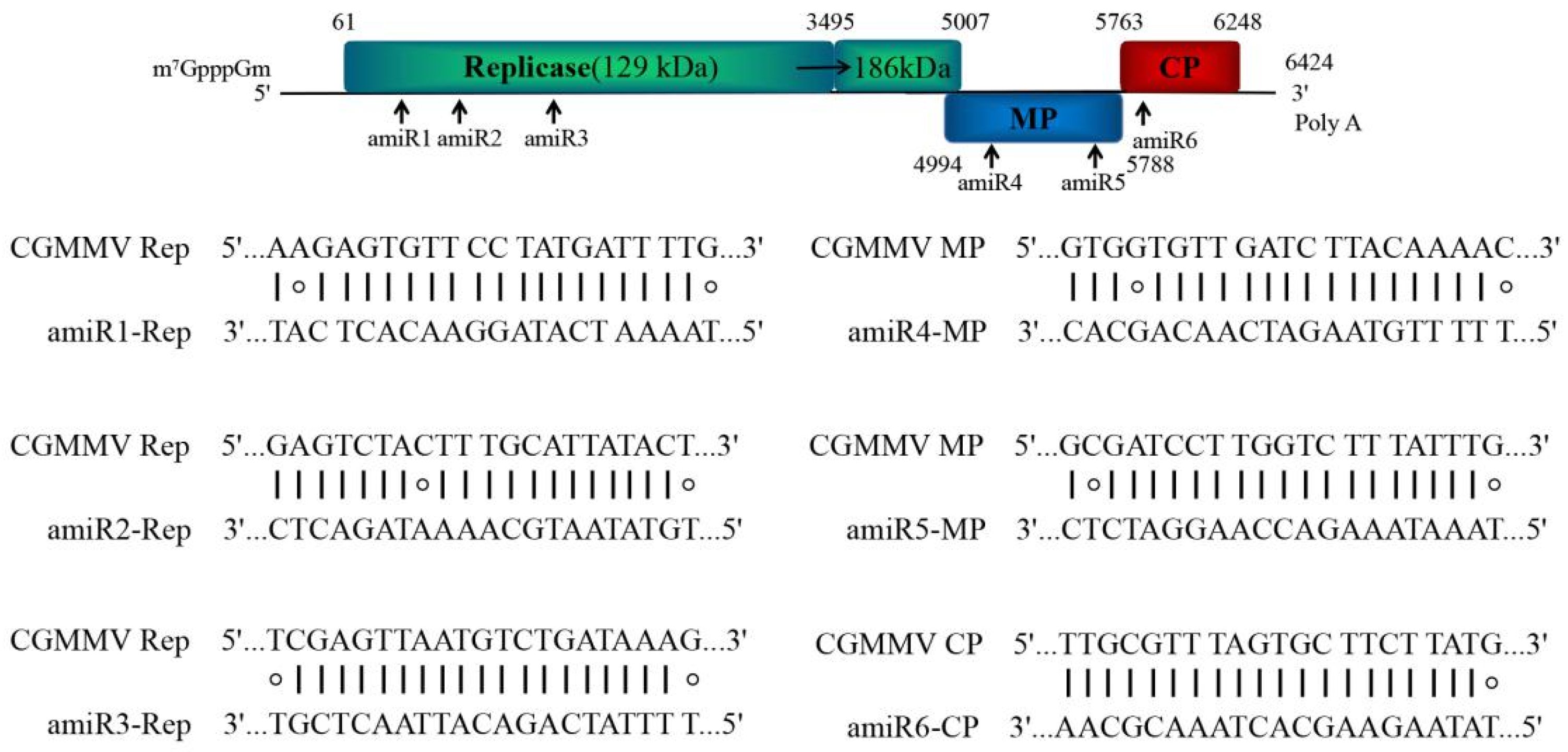 Polycistronic Artificial microRNA-Mediated Resistance to Cucumber Green ...