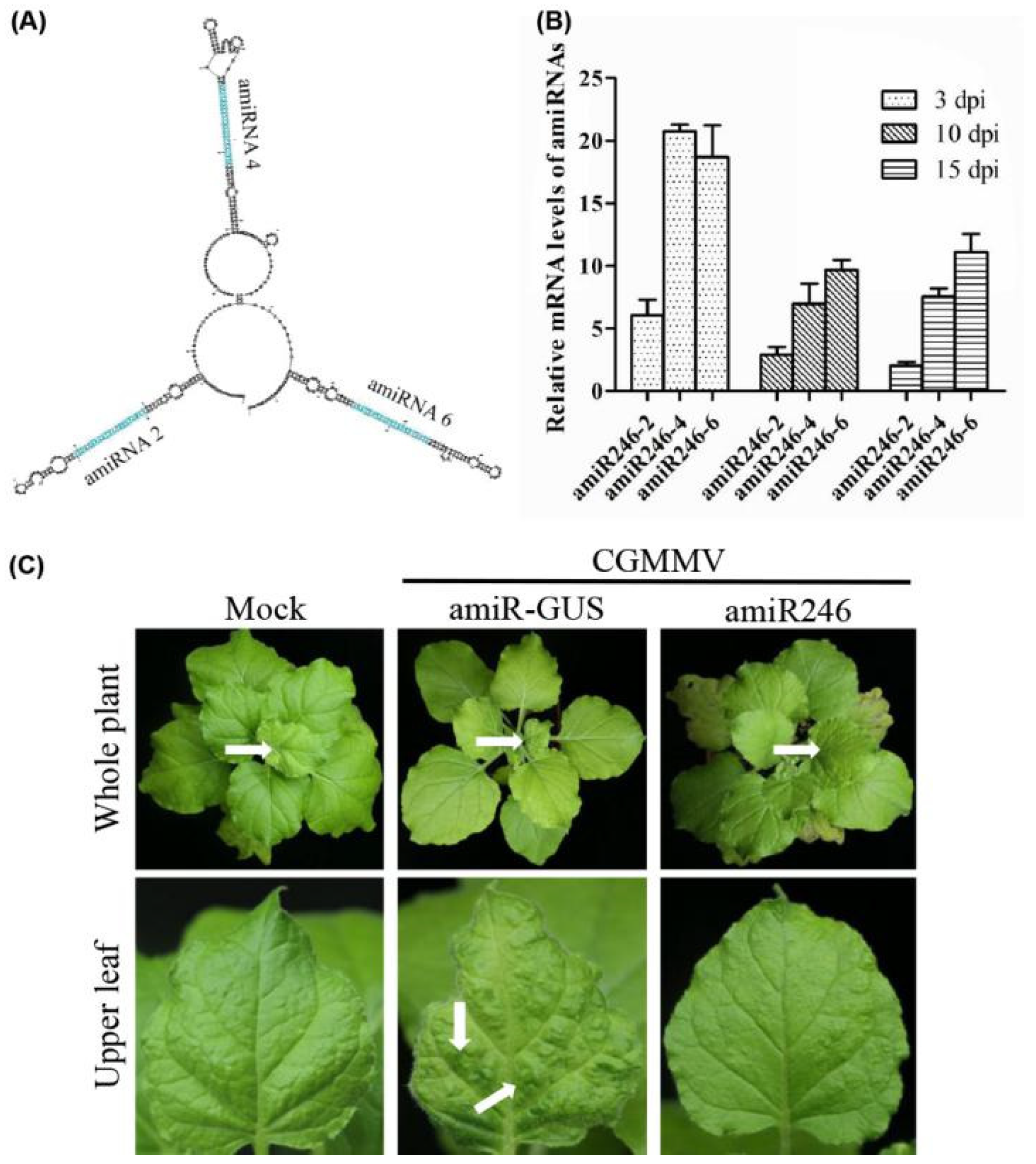 Polycistronic Artificial microRNA-Mediated Resistance to Cucumber Green ...