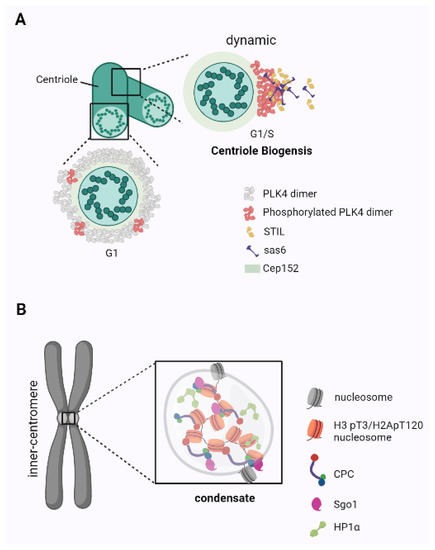 Control of Chromatin Organization and Chromosome Behavior during the ...