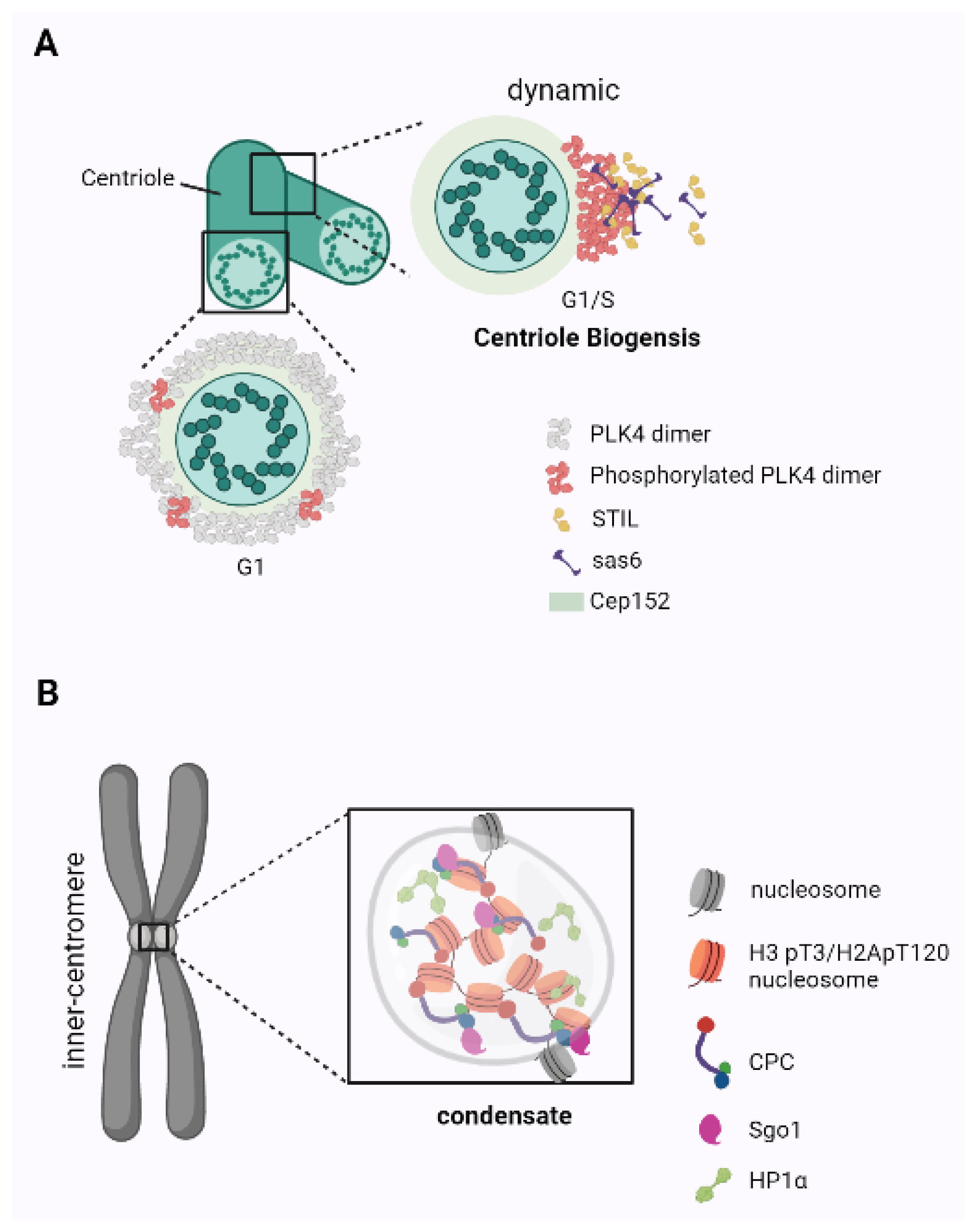 Centromere Separation