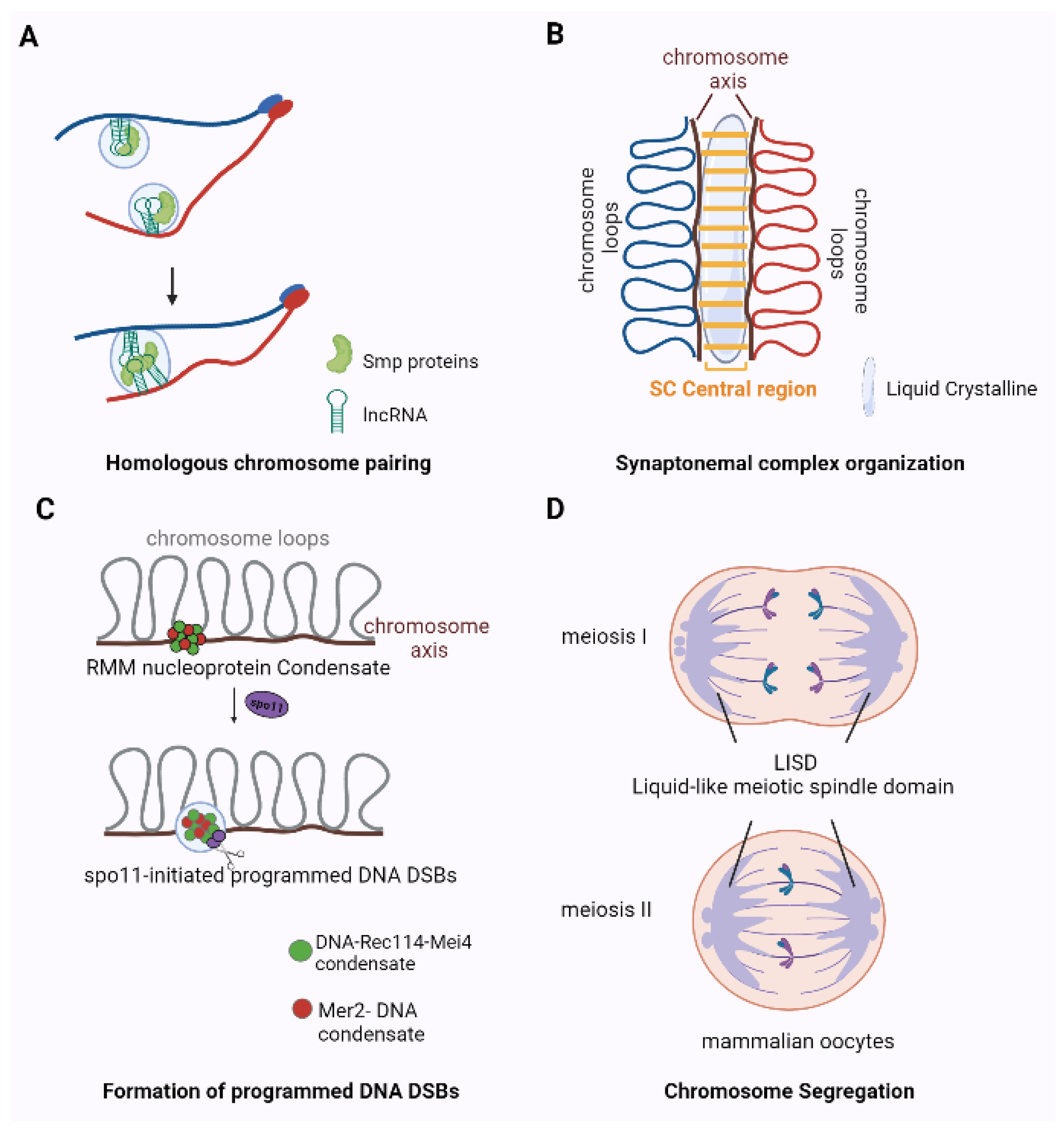 Control of Chromatin Organization and Chromosome Behavior during the ...
