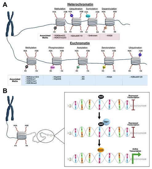 Epigenetic Mechanisms in Memory and Cognitive Decline Associated with ...
