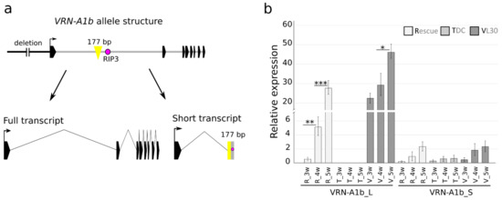 In-Depth Sequence Analysis of Bread Wheat VRN1 Genes