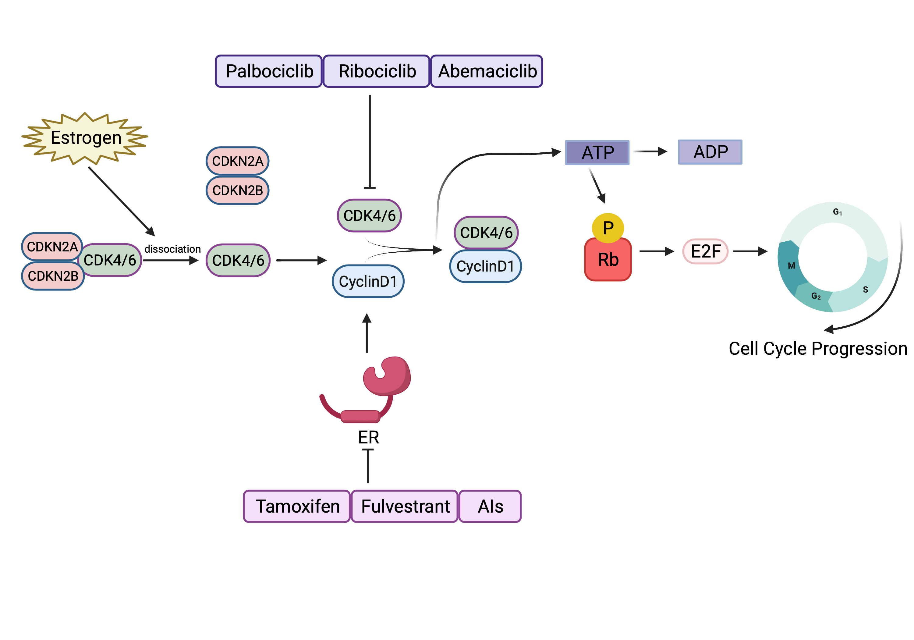 IJMS | Free Full-Text | Resistance to CDK4/6 Inhibitors in Estrogen ...