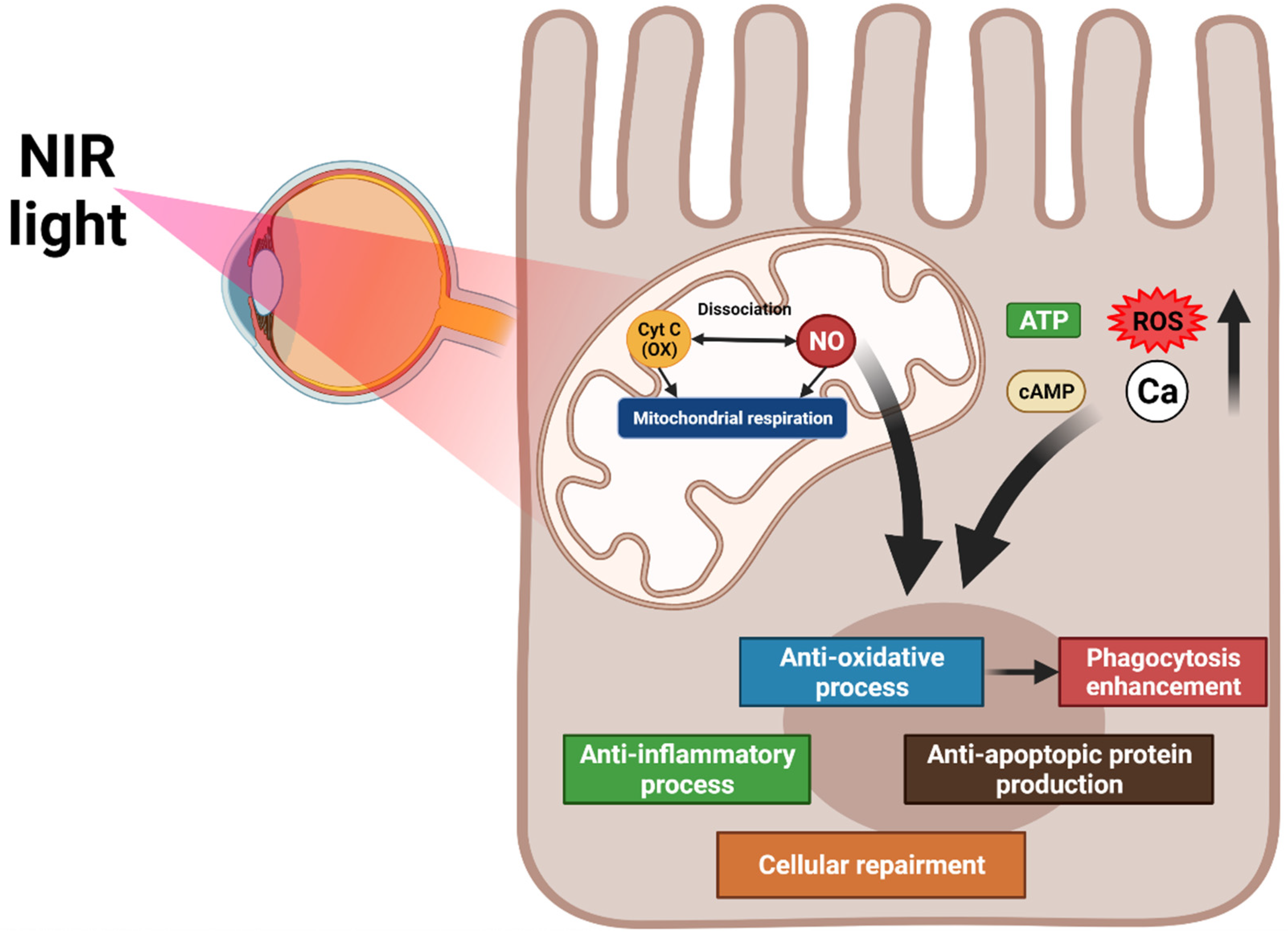 Molecular Mechanisms of Retinal Pigment Epithelium Dysfunction in Age ...