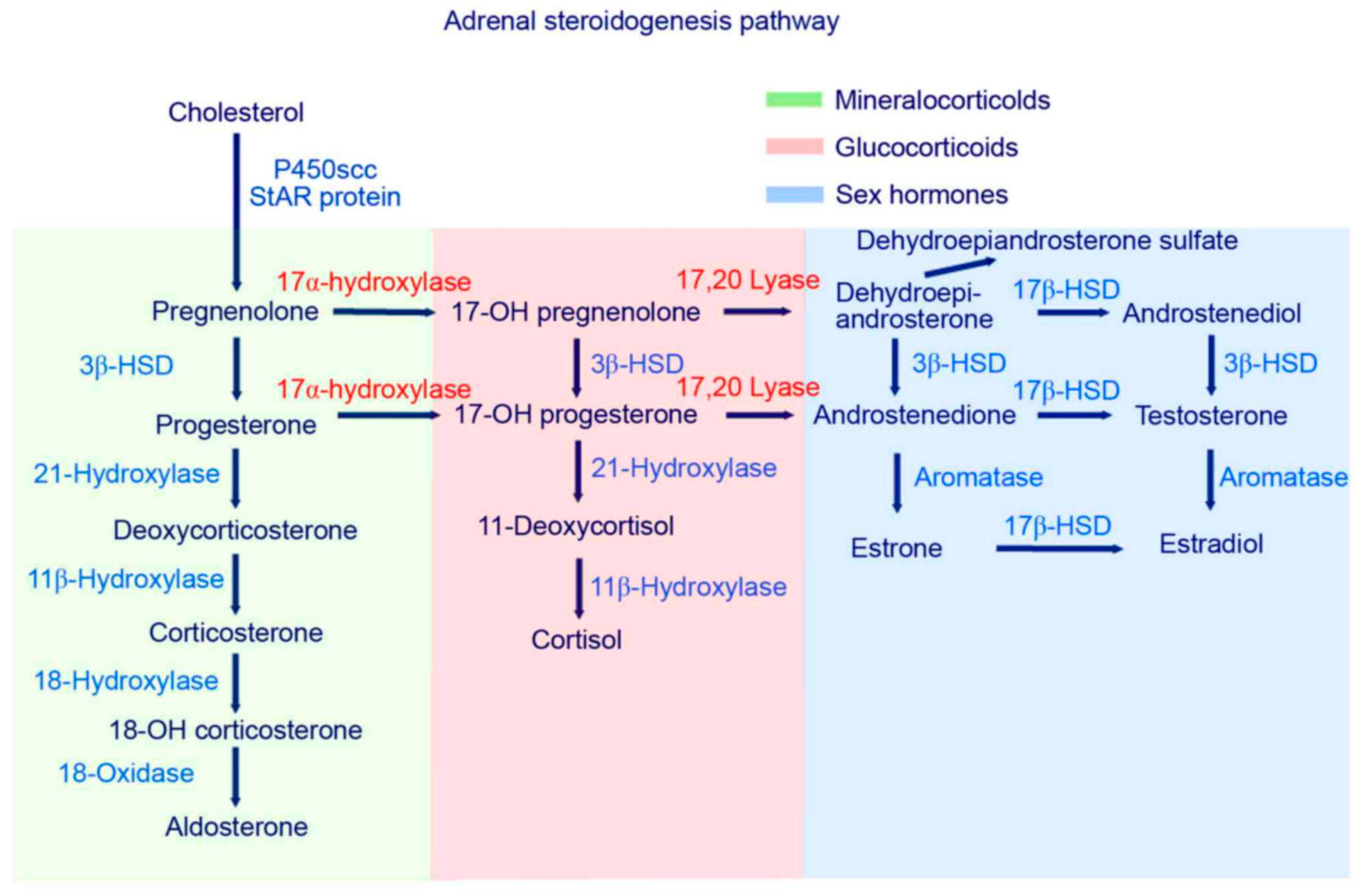 Adrenal Steroidogenesis Pathways A Classic Steroidogenesis Pathway