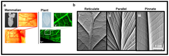 The Emerging Role of Decellularized Plant-Based Scaffolds as a New ...
