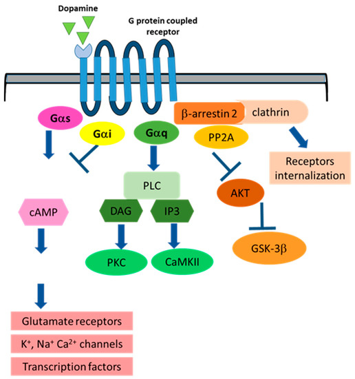 Diabetes and Cognitive Impairment: A Role for Glucotoxicity and ...