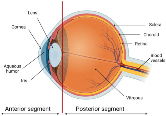 Nanotechnology for Topical Drug Delivery to the Anterior Segment of the Eye