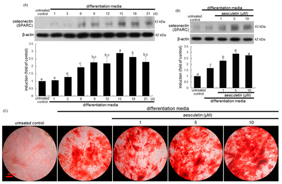 Aesculetin Accelerates Osteoblast Differentiation and Matrix-Vesicle ...