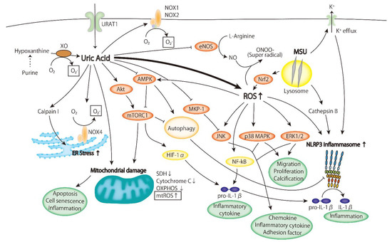 Uric Acid in Inflammation and the Pathogenesis of Atherosclerosis