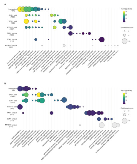 Distinct and Overlapping Functions of Miscanthus sinensis MYB ...