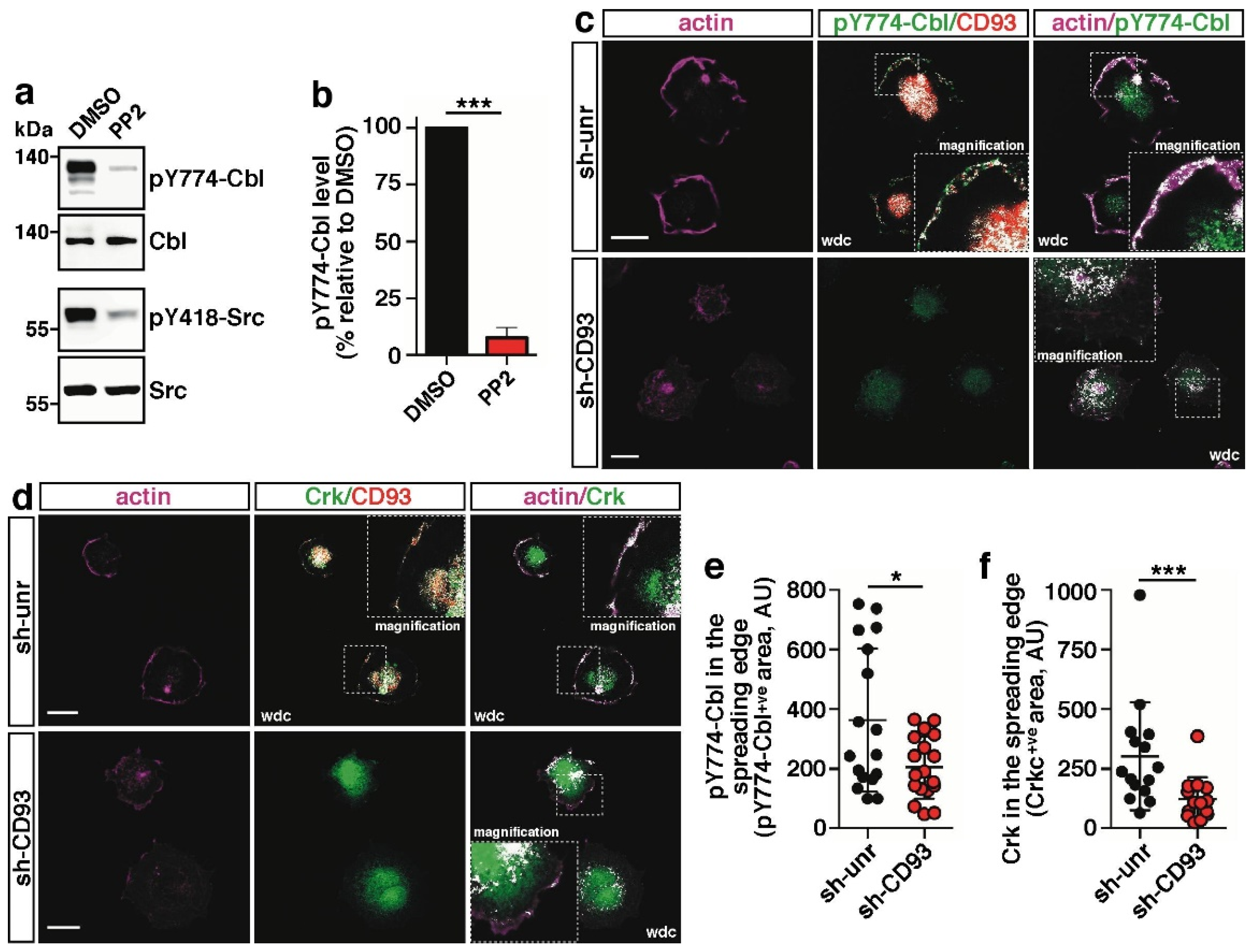 CD93 Signaling via Rho Proteins Drives Cytoskeletal Remodeling in ...