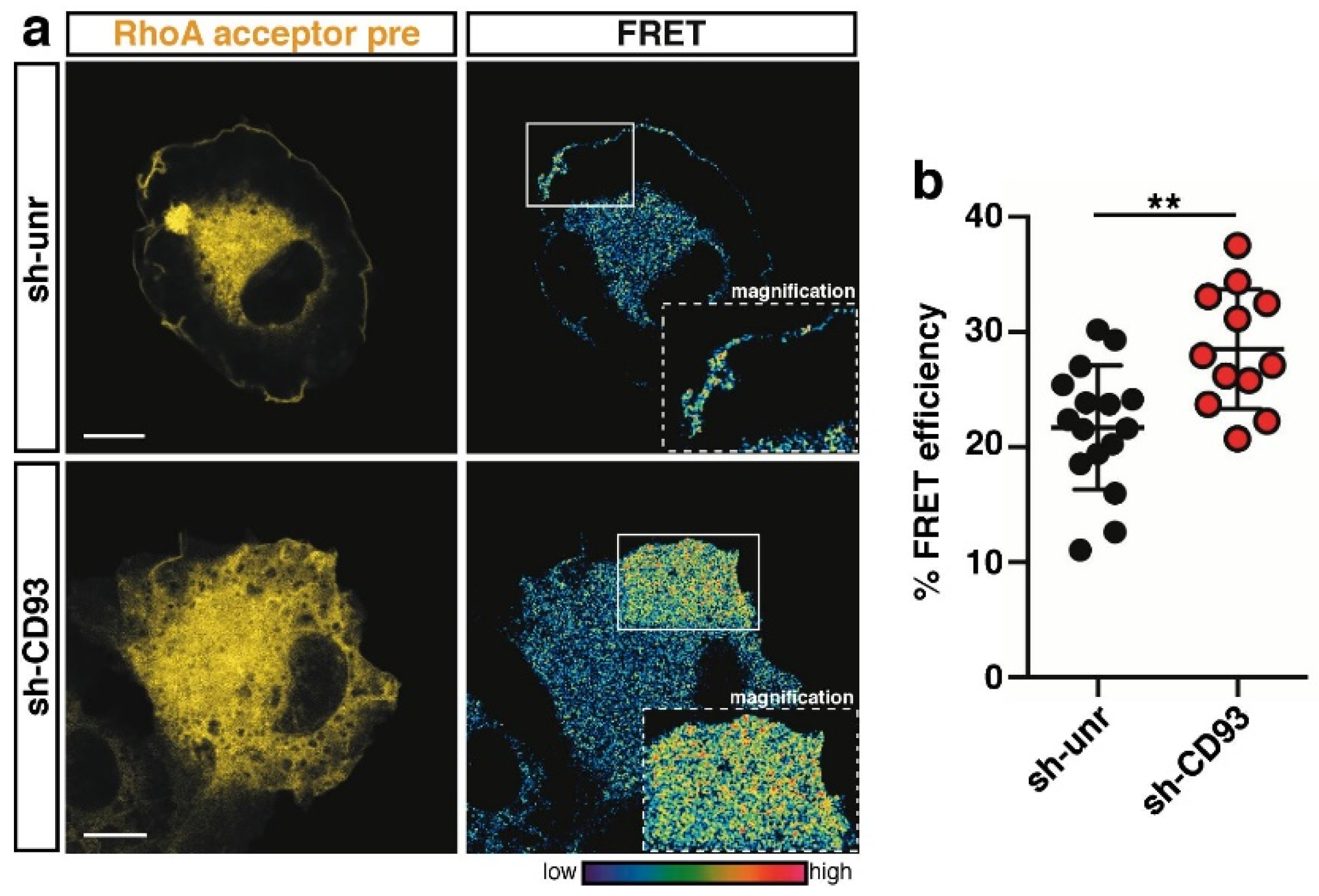 CD93 Signaling via Rho Proteins Drives Cytoskeletal Remodeling in ...